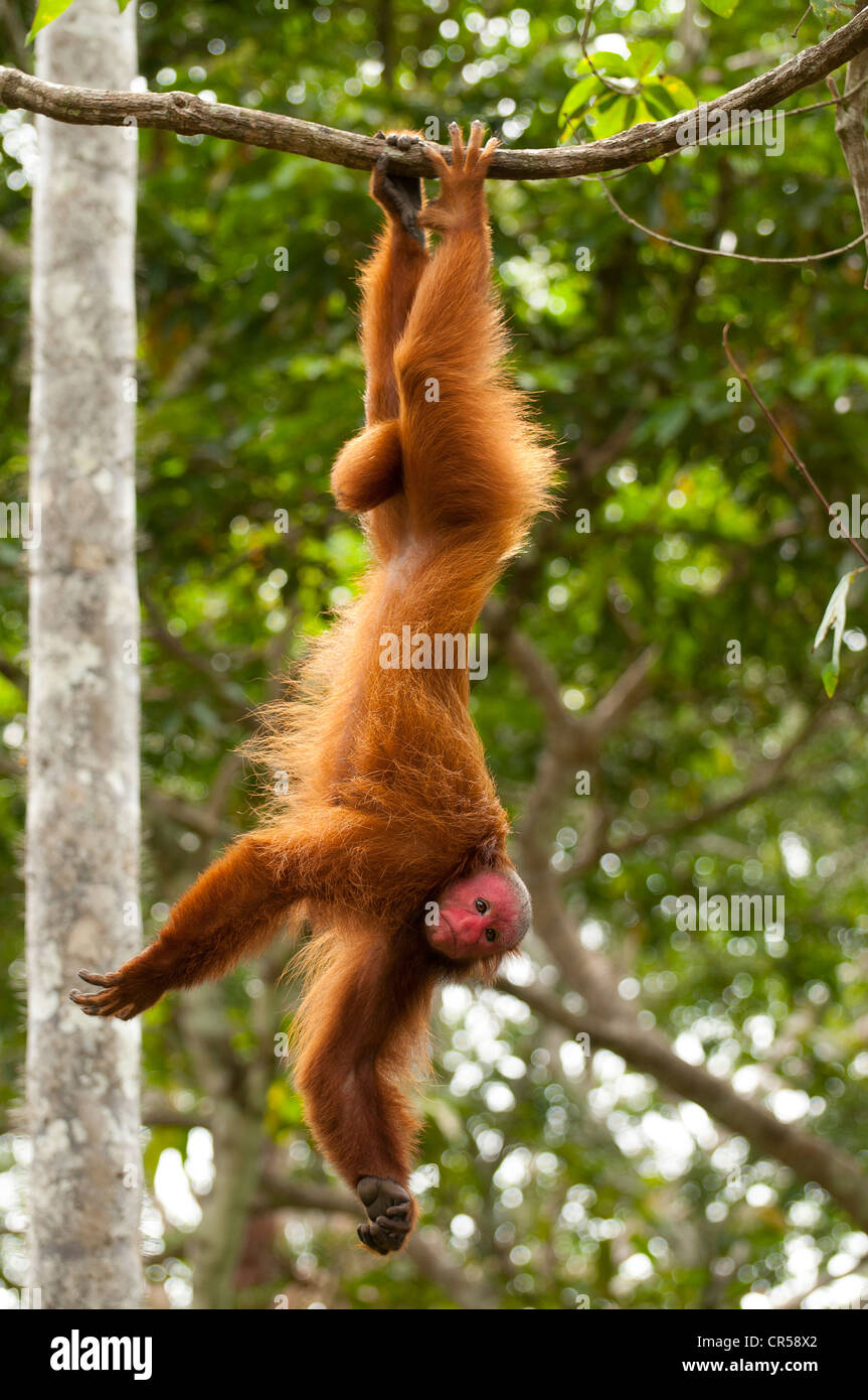 Peruvian red uakari monkey (Cacajao calvus ucayalii) hanging by feet ...