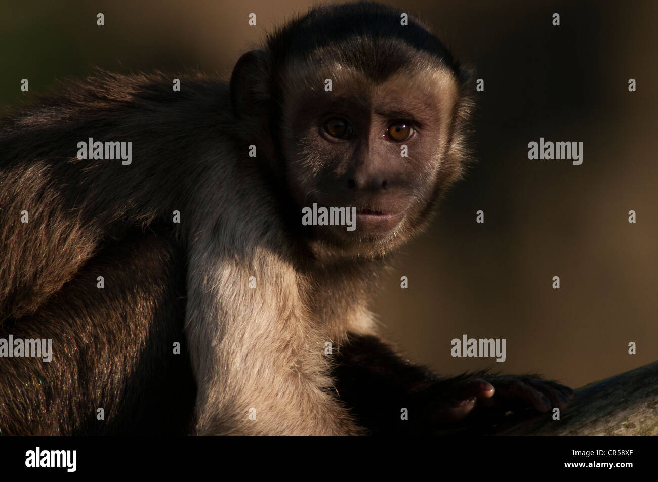 Brown capuchin monkey Cebus apella (also known as Sapajus apella Stock ...