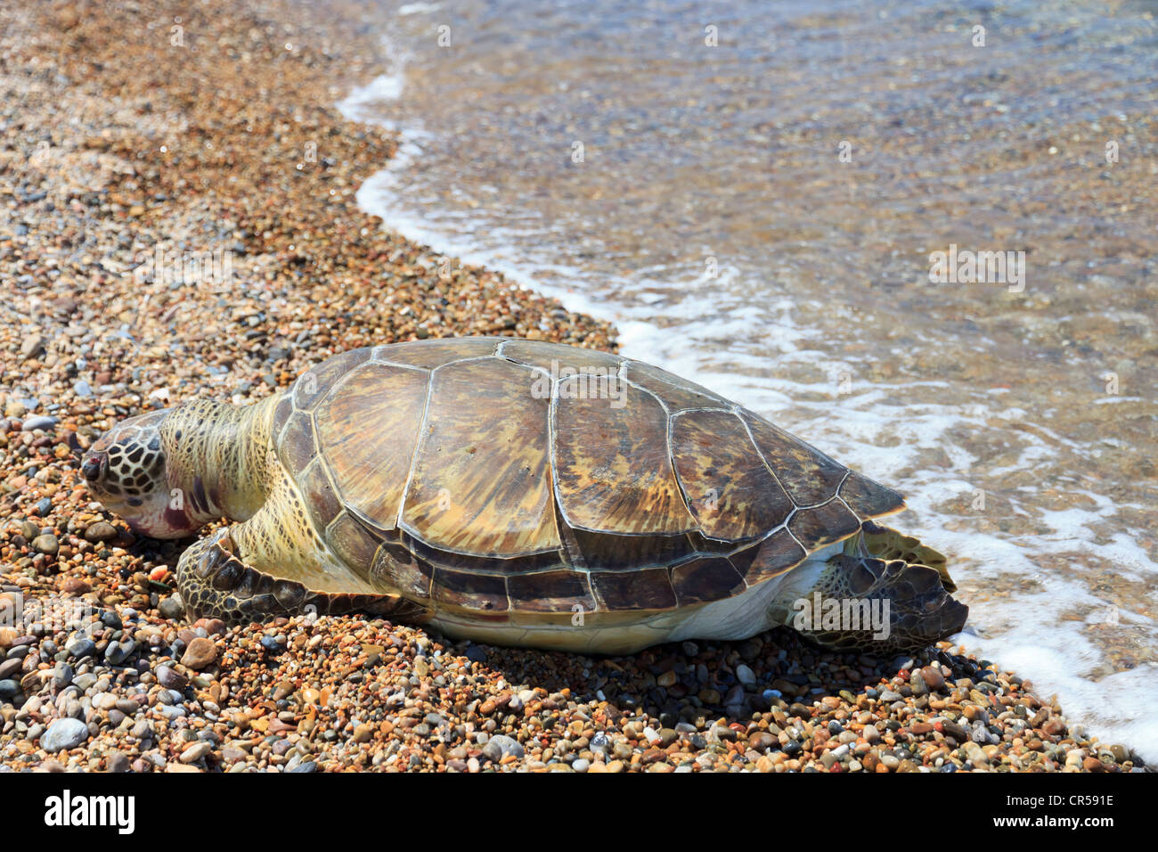 Dead sea turtle on the beach by the water Stock Photo - Alamy