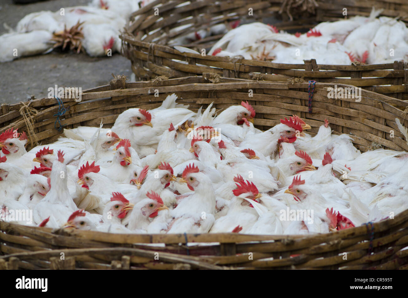 Crammed chicken for sale at the chicken market, Kolkata, West Bengal ...
