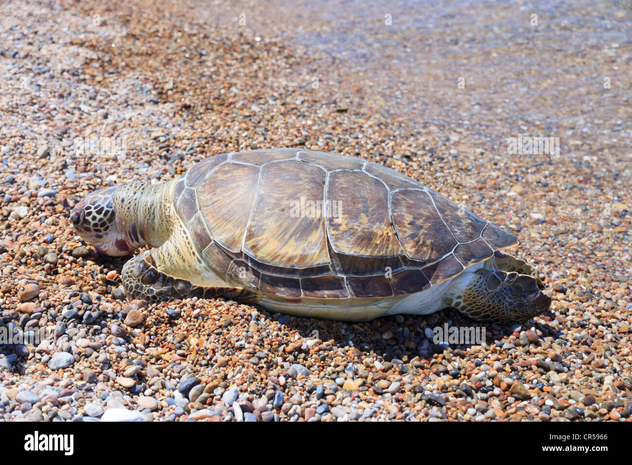 Dead sea turtle on beach hi-res stock photography and images - Alamy