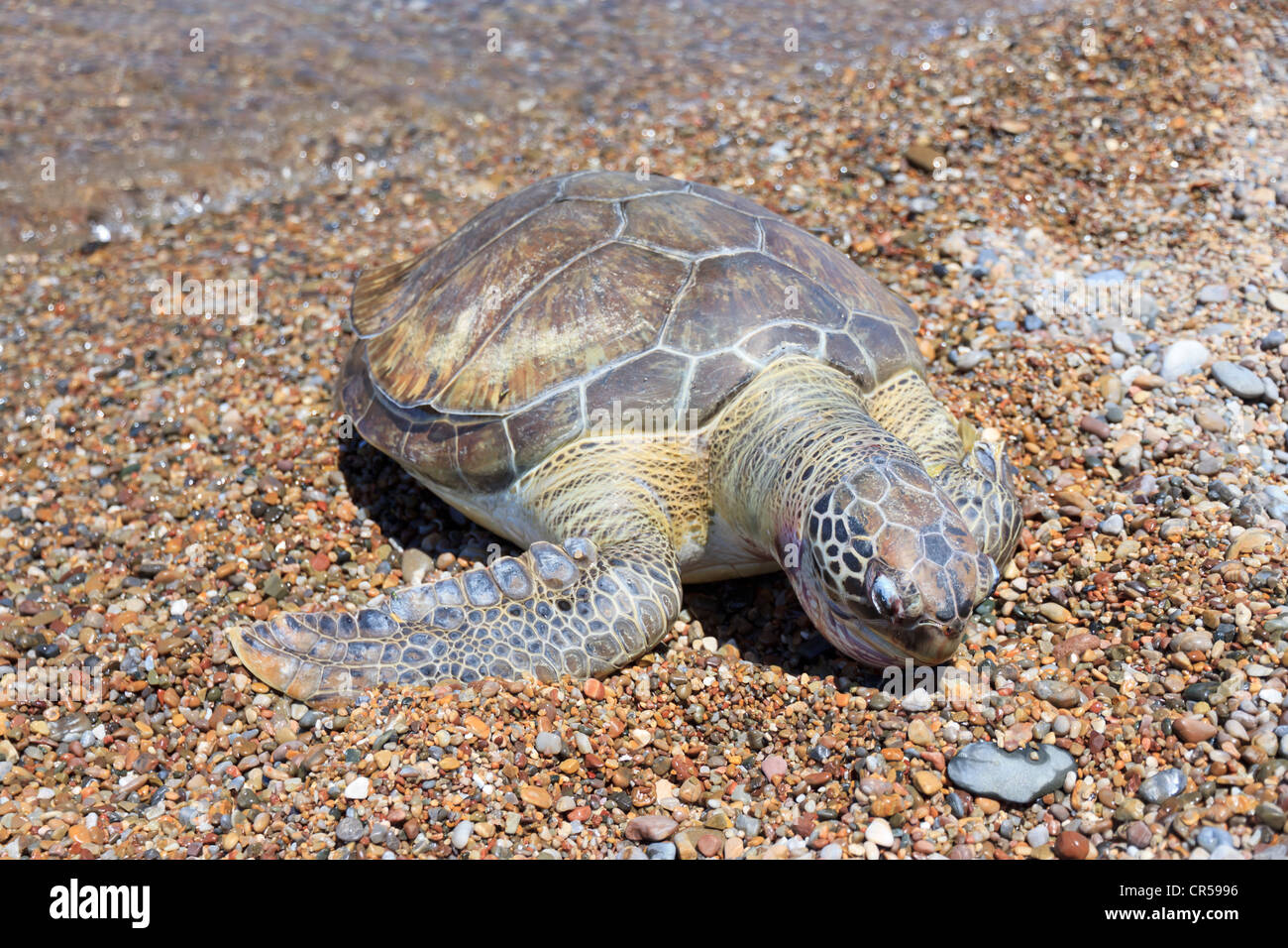 Dead sea turtle on the beach by the water Stock Photo - Alamy
