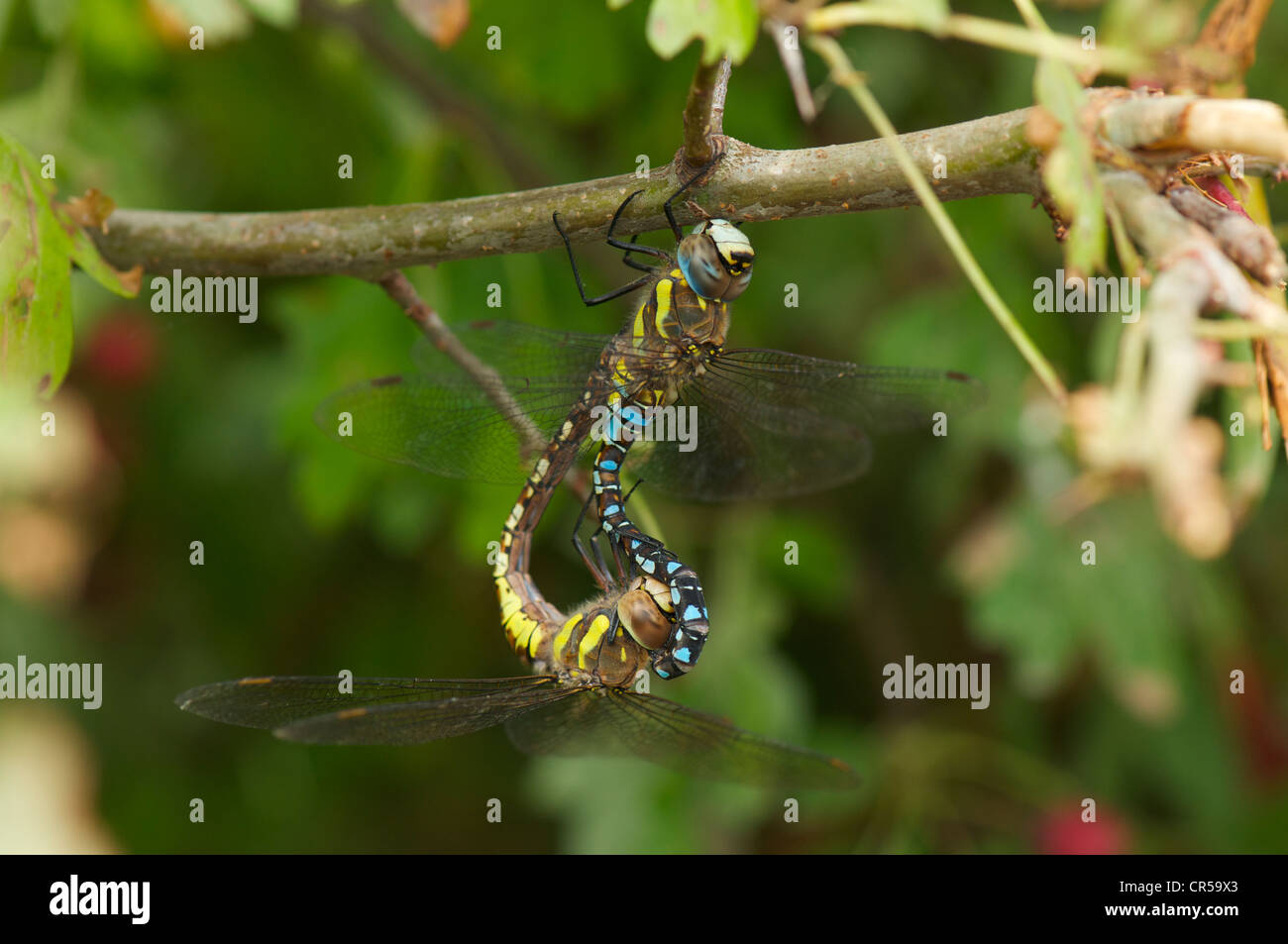 Dragonflies mating hi-res stock photography and images - Alamy