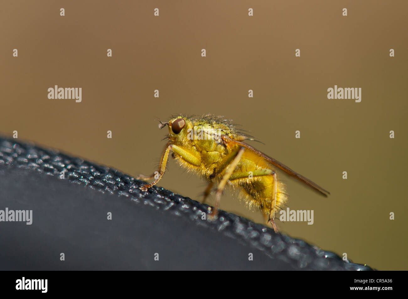 Yellow Dung-fly in close-up Stock Photo - Alamy