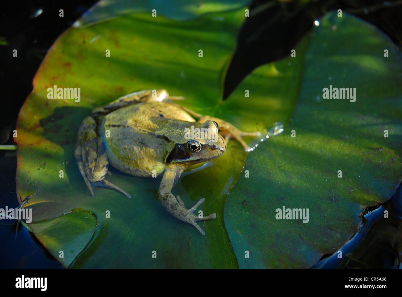 Frog hop pond hi-res stock photography and images - Alamy