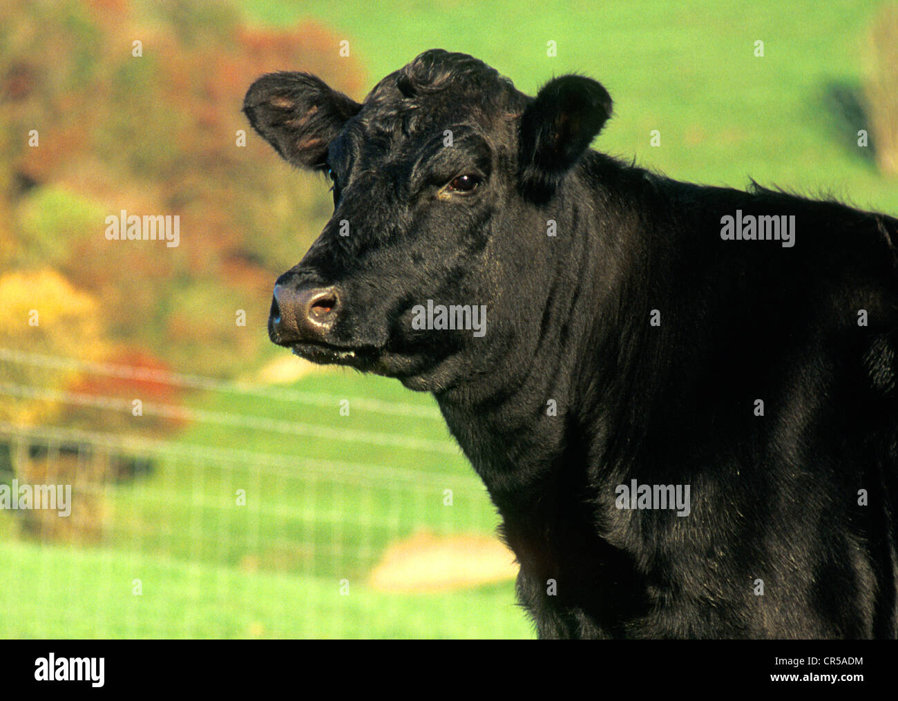 Hybrid cattle hi-res stock photography and images - Alamy