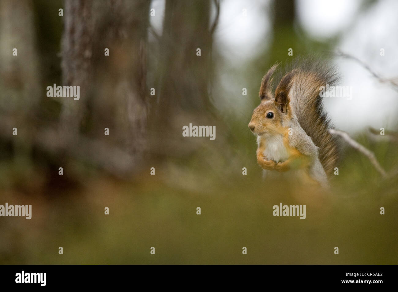 Finland, Northern Ostrobothnia, Kuusamo, red squirrel (Sciurus vulgaris ...