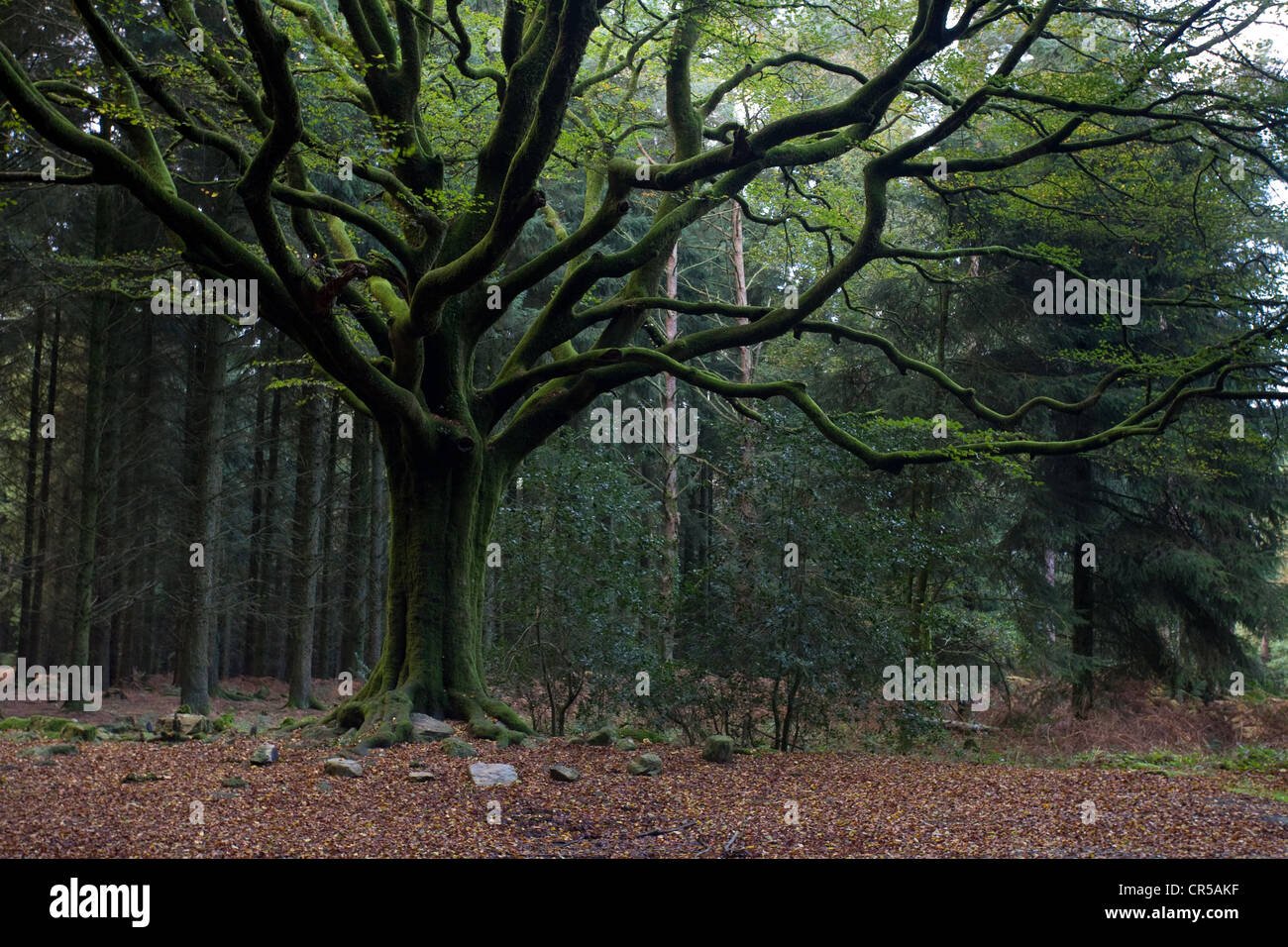 France, Morbihan, Broceliande, beech tree of Ponthus Stock Photo - Alamy