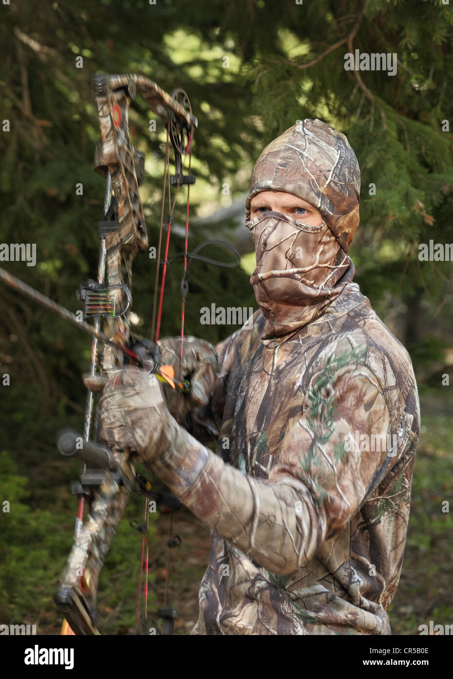 close-up bow hunter getting ready to shoot Stock Photo - Alamy