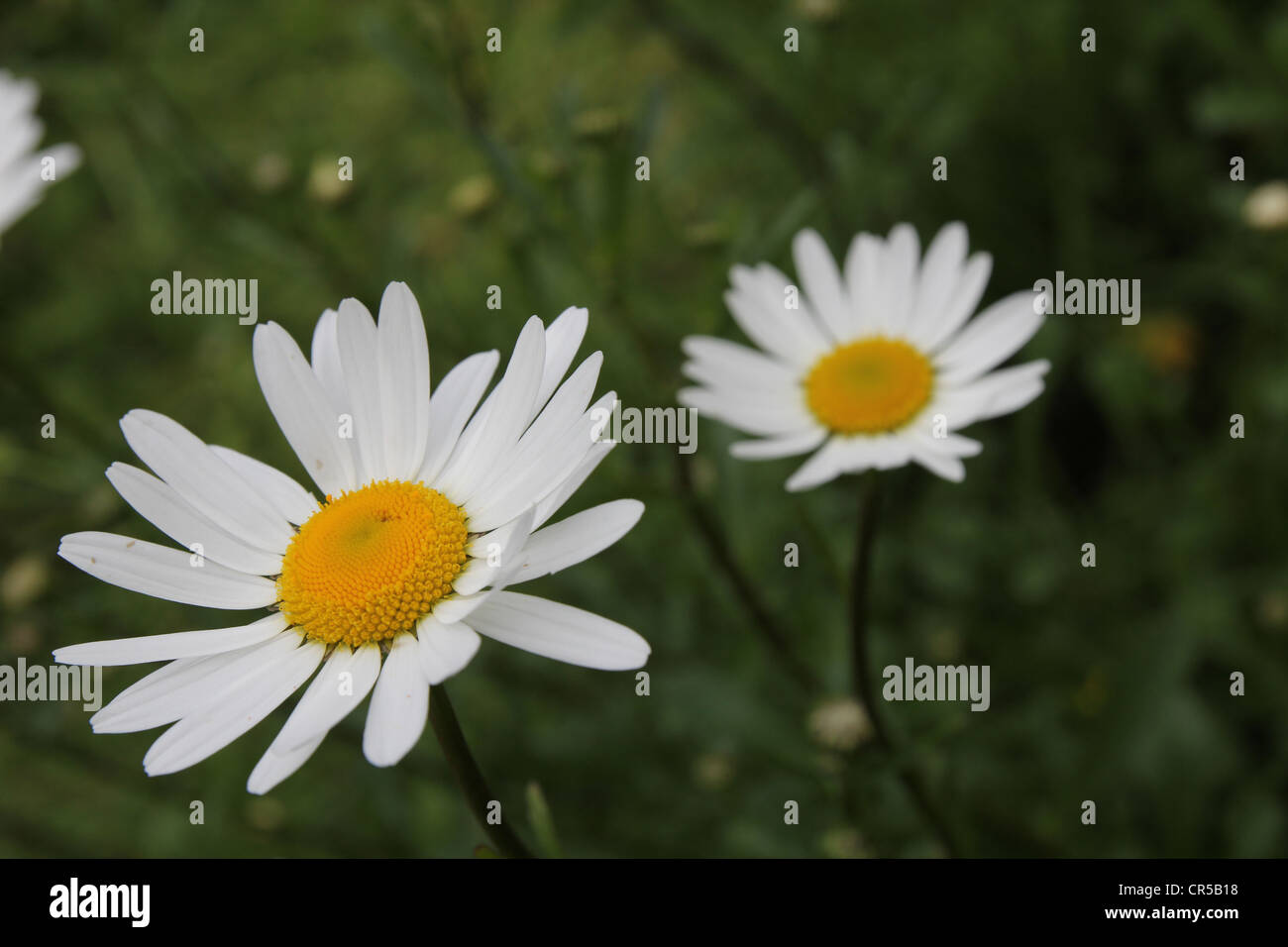 Two giant daisy heads close up Stock Photo - Alamy