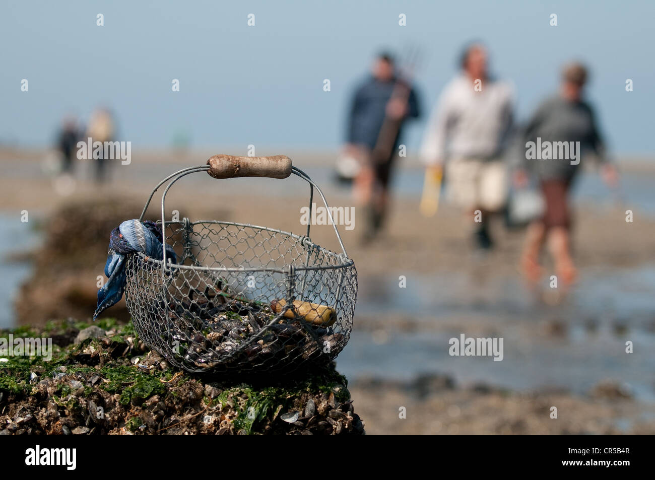 Mussel shellfish fishing farming hi-res stock photography and images ...