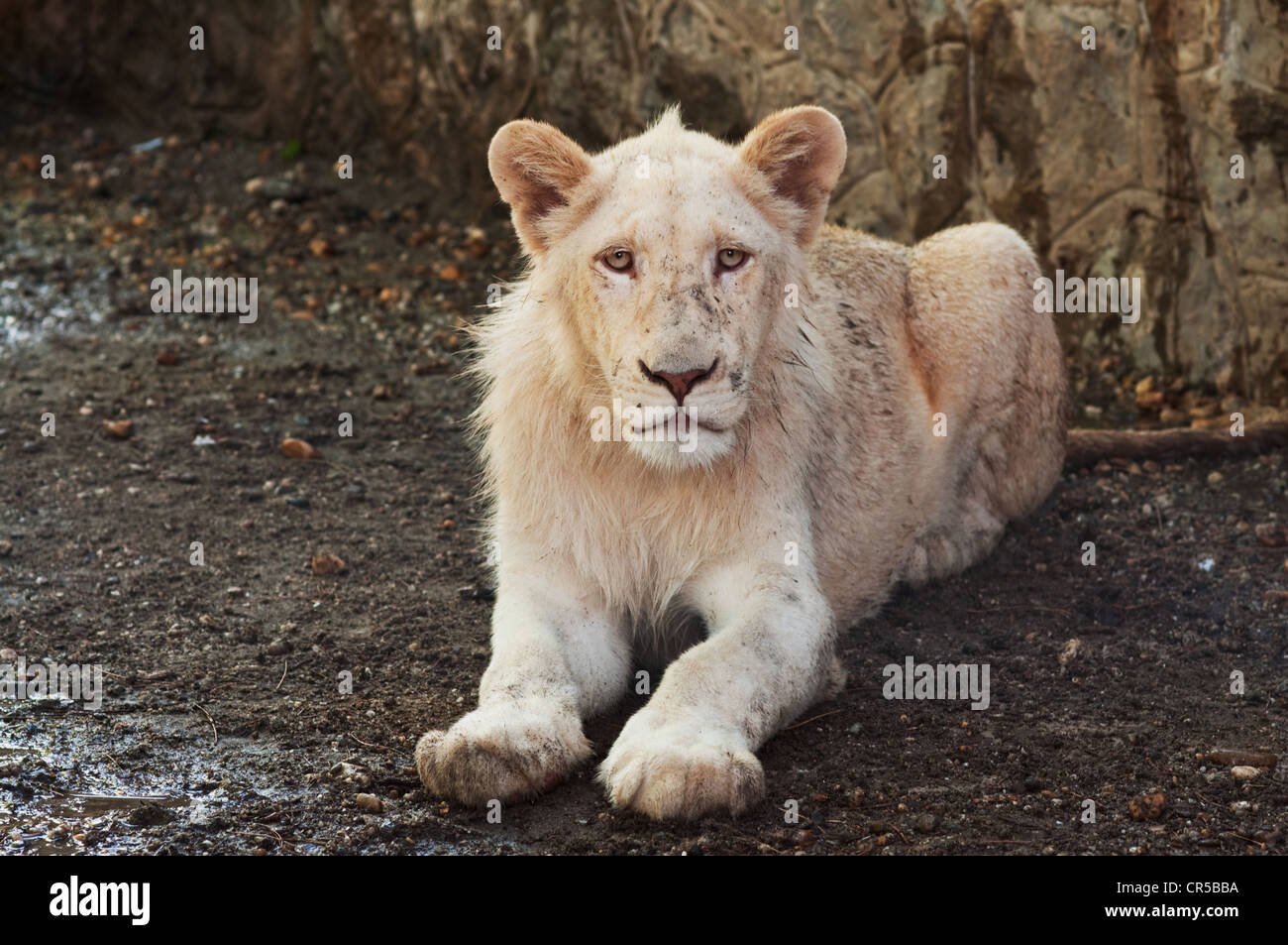 Portrait of an young lion laying in the sand Stock Photo - Alamy
