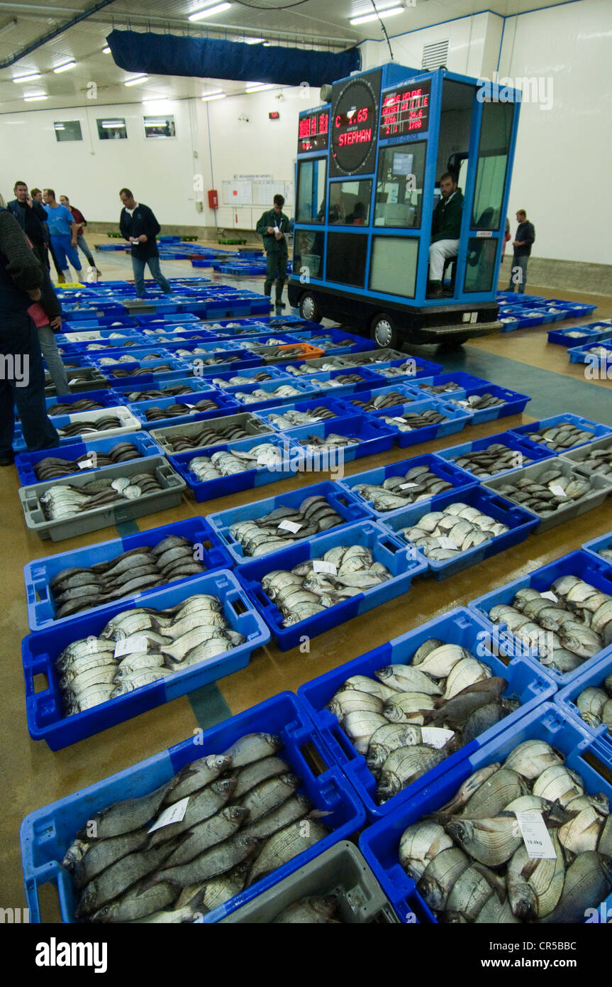 Loire atlantique fish hi-res stock photography and images - Alamy