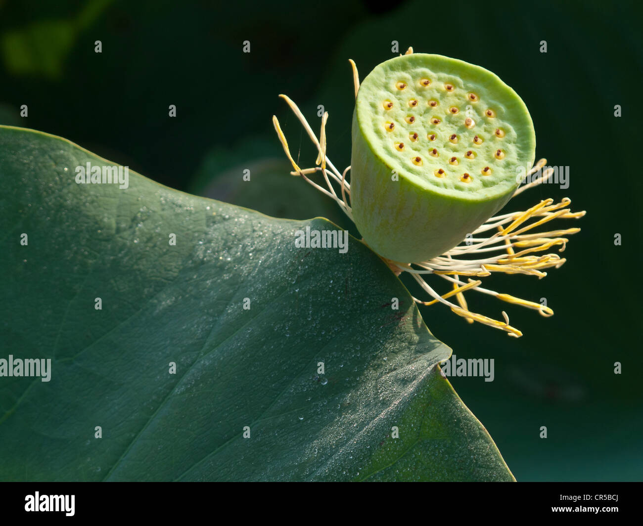 Lotus fruit hi-res stock photography and images - Alamy