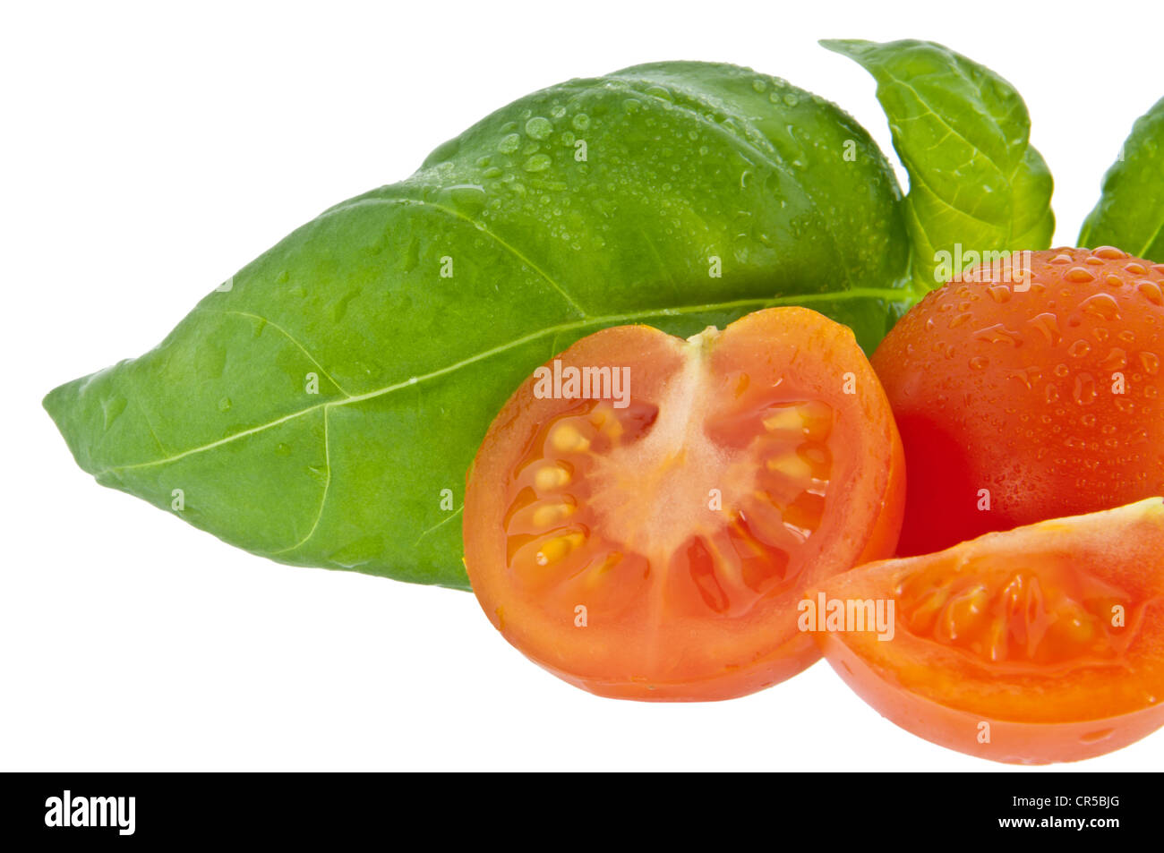 Basil with small tomato isolated on white background (with clipping ...
