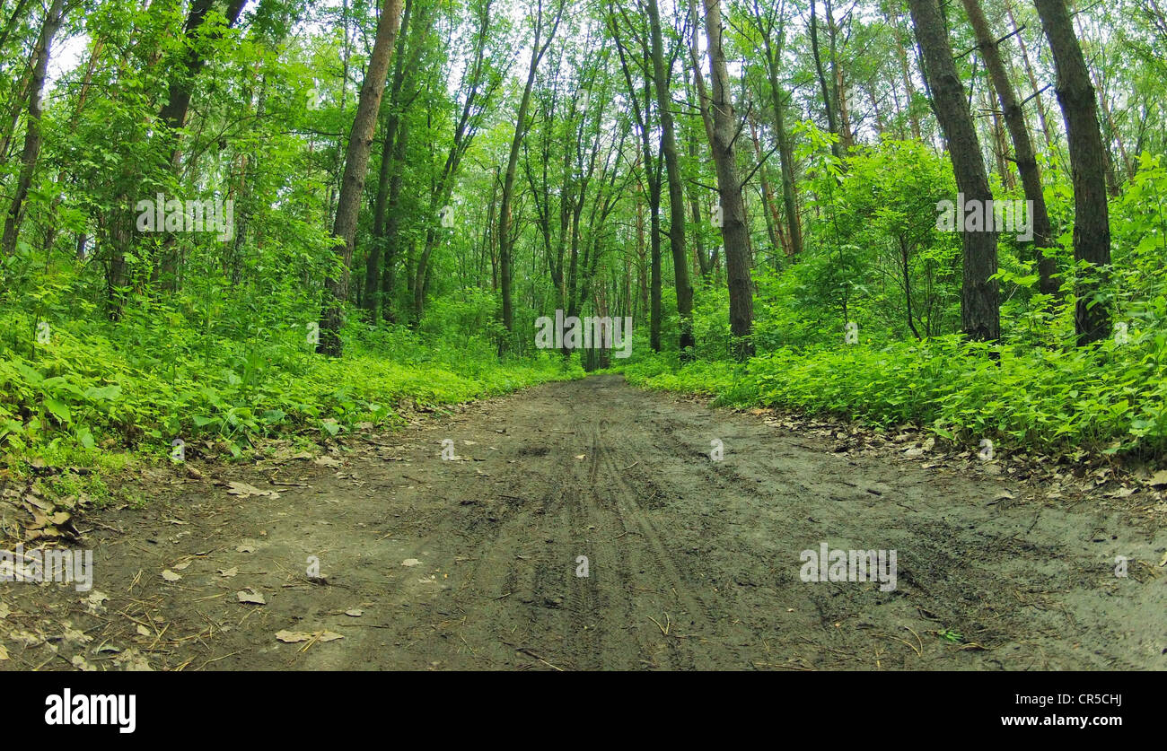 Forest dirt road after the rain Stock Photo - Alamy