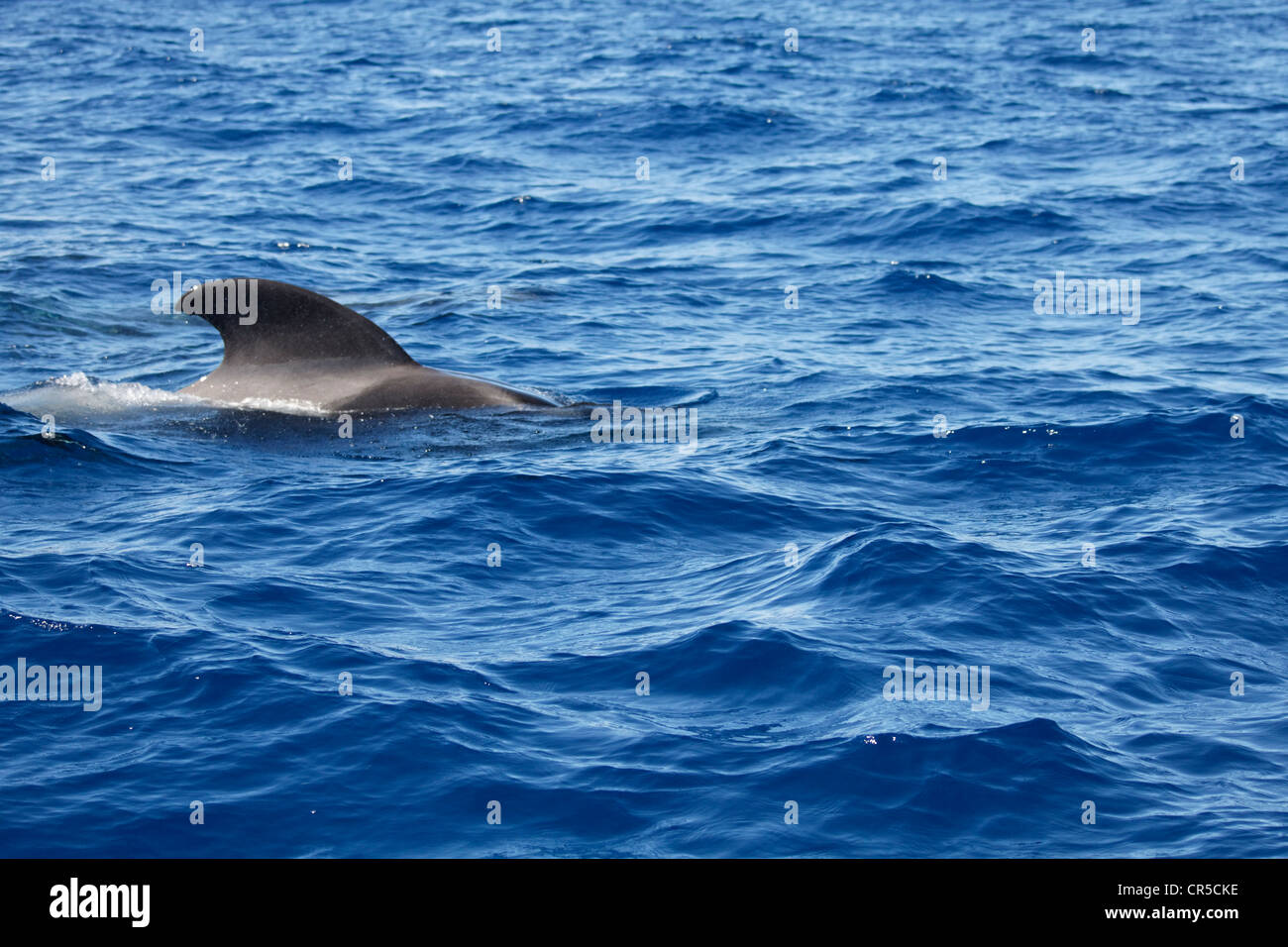 Grindwale - zwischen Teneriffa und La Gomera - Long/short-finned pilot ...