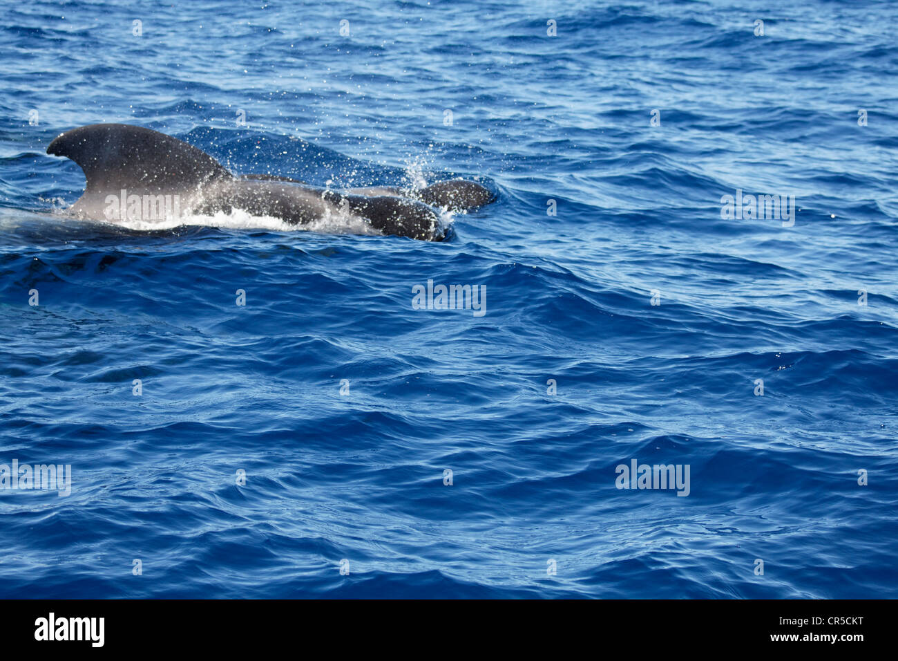 Teneriffa whale hi-res stock photography and images - Alamy