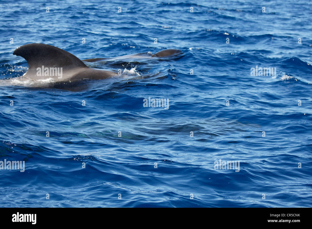 Grindwale - zwischen Teneriffa und La Gomera - Long/short-finned pilot ...