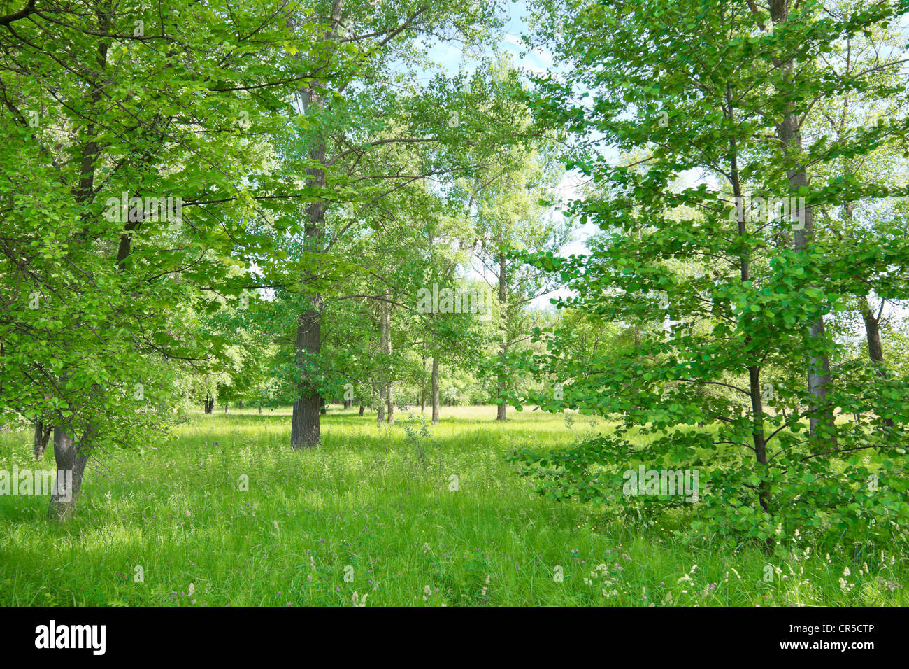 Mixed Deciduous Forest, forest background Stock Photo - Alamy