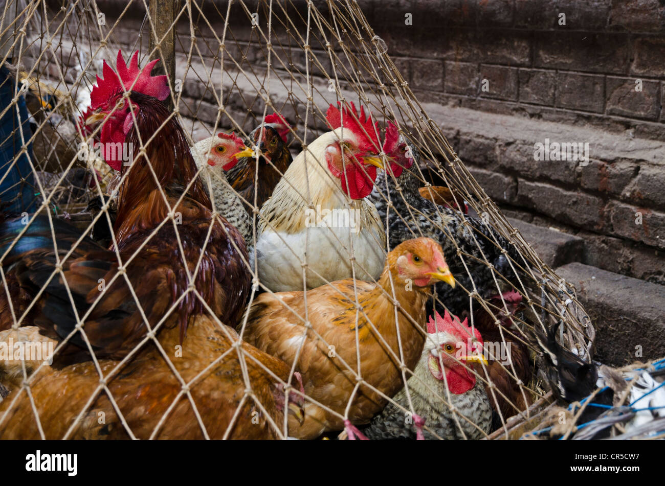 Kfc Featherless Chickens