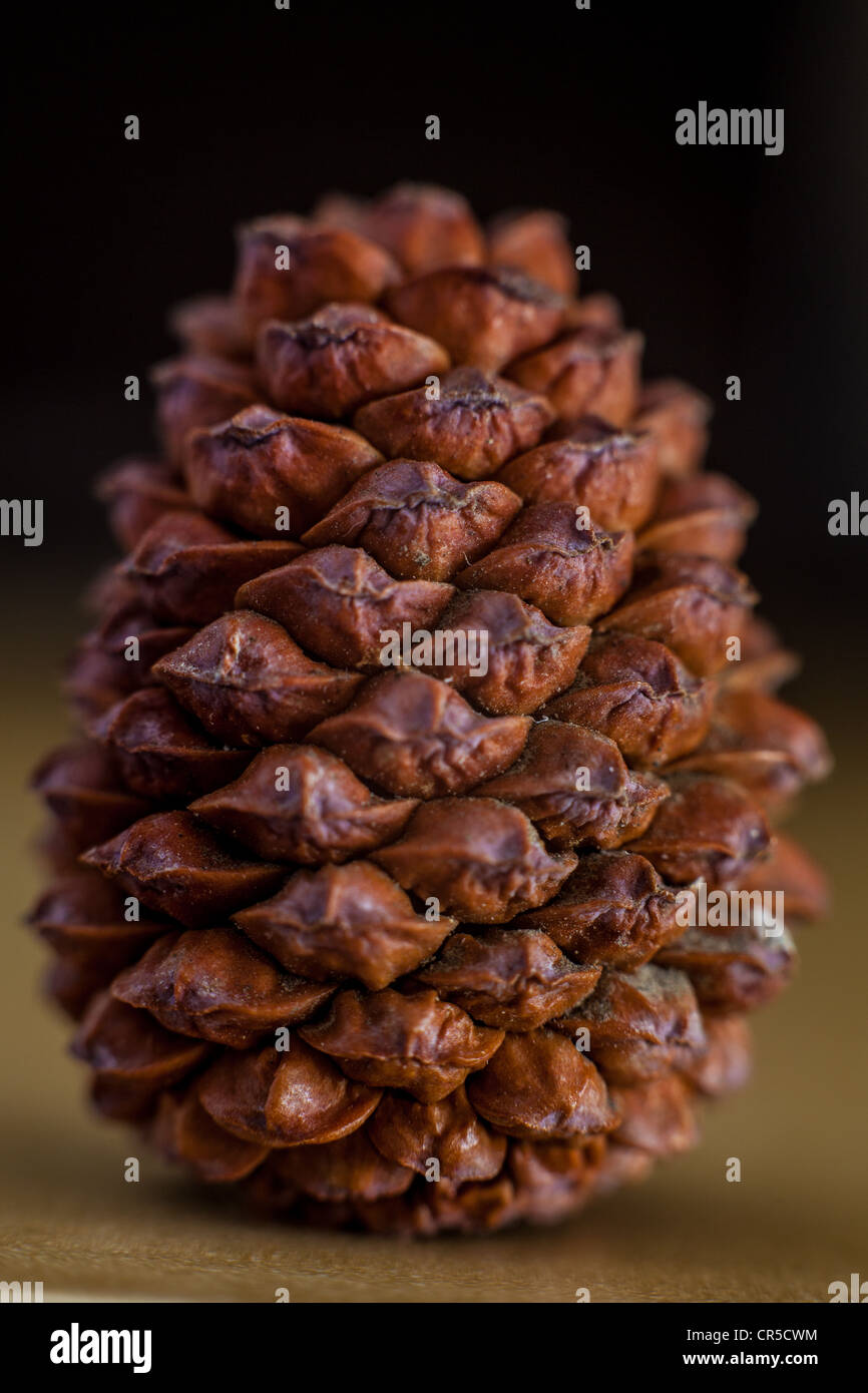 Tall cone hi-res stock photography and images - Alamy