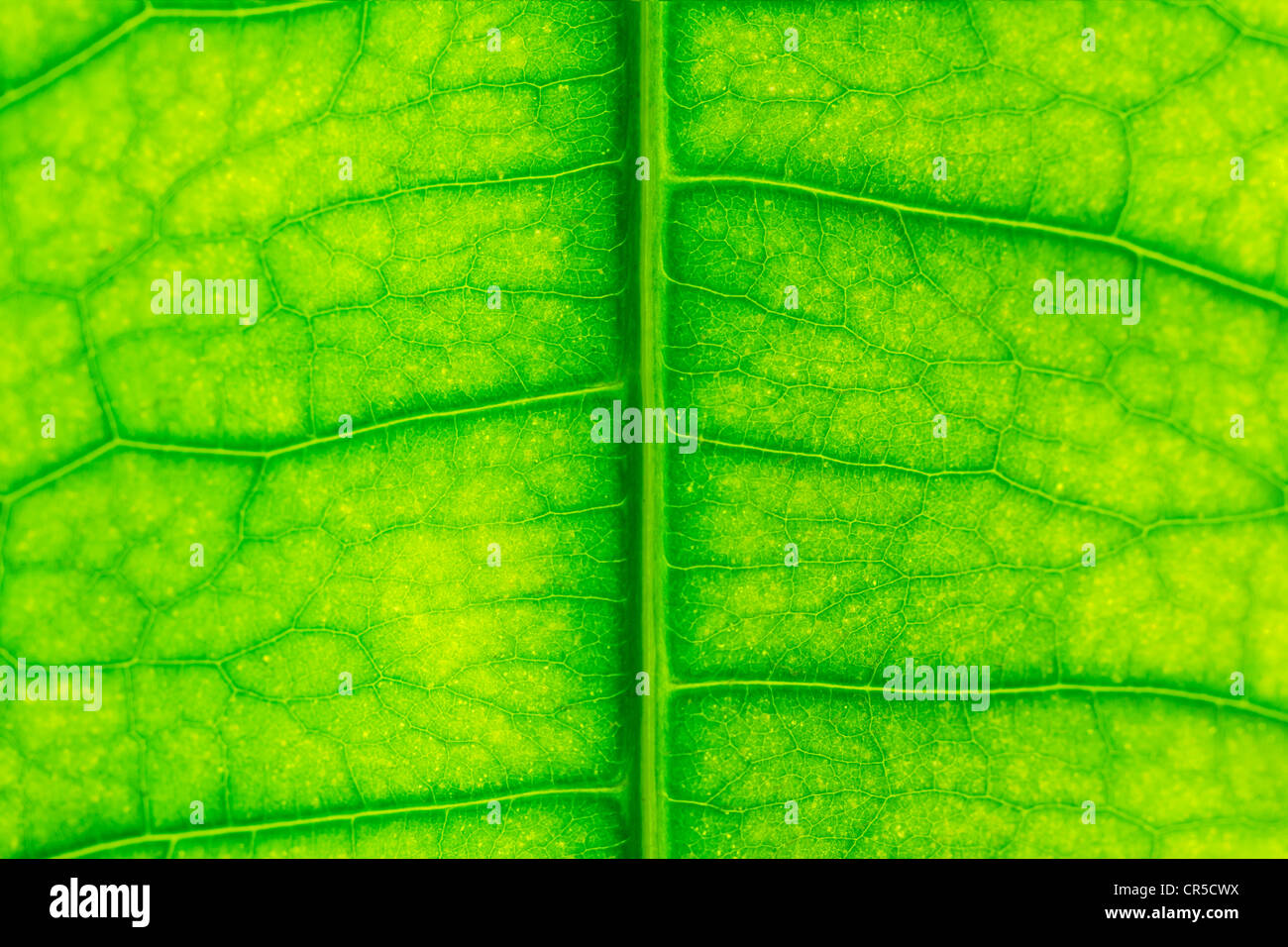 Green leaf texture close up Stock Photo - Alamy