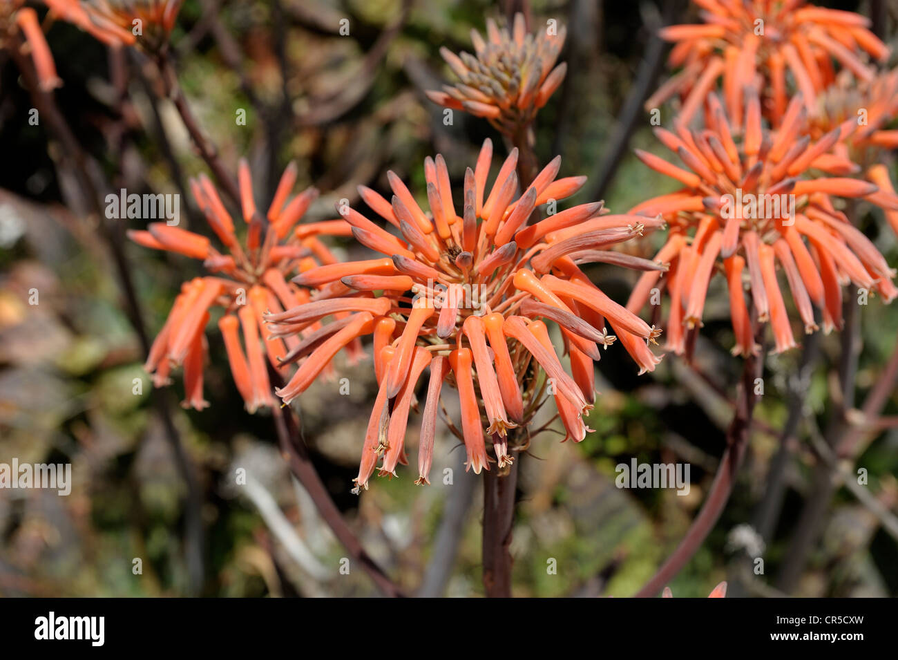Menorca flowers hi-res stock photography and images - Alamy