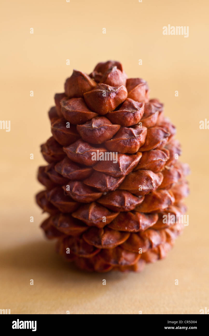 Tall cone hi-res stock photography and images - Alamy