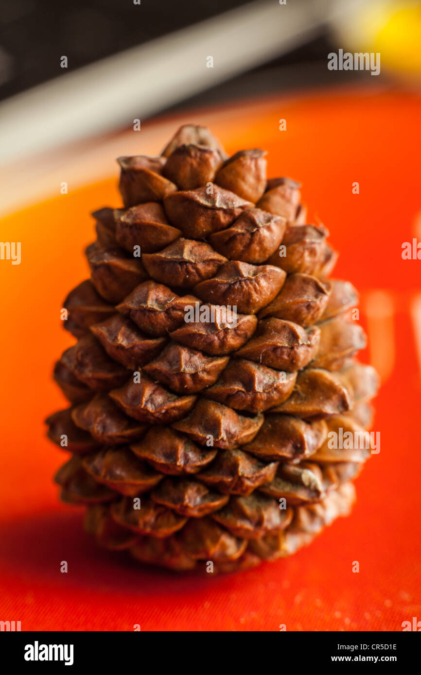 a very small Pine cone about an inch tall Stock Photo - Alamy