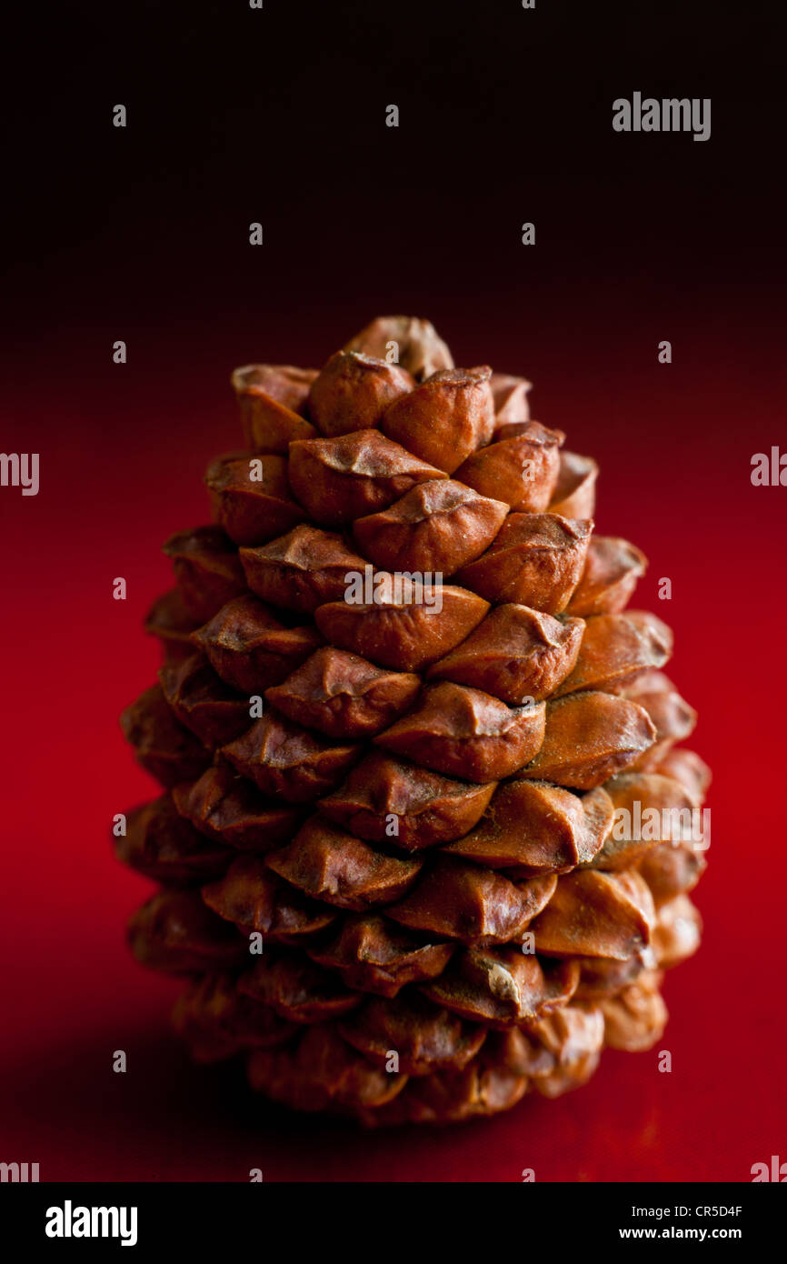 Mini pine cone hi-res stock photography and images - Alamy