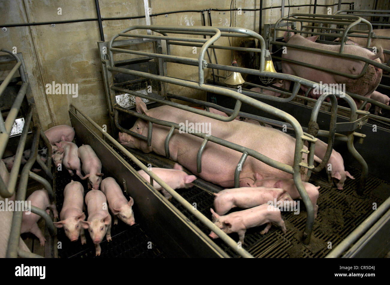 France, Finistere, pig Stock Photo - Alamy
