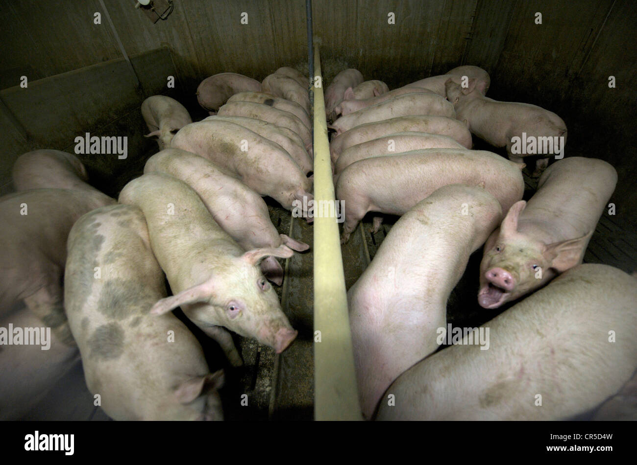 France, Finistere, pig Stock Photo - Alamy