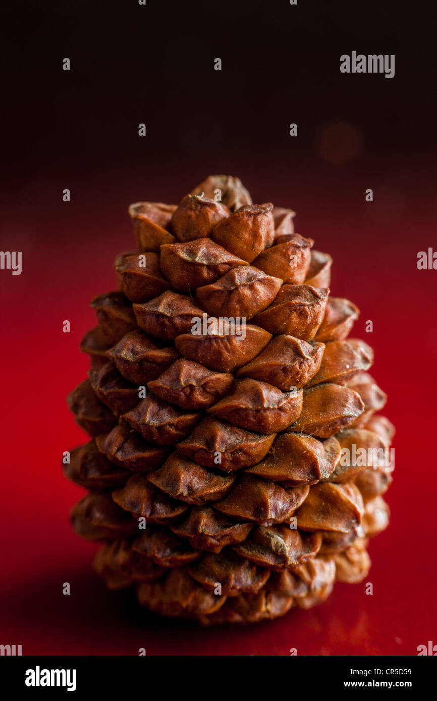 a very small Pine cone about an inch tall Stock Photo - Alamy