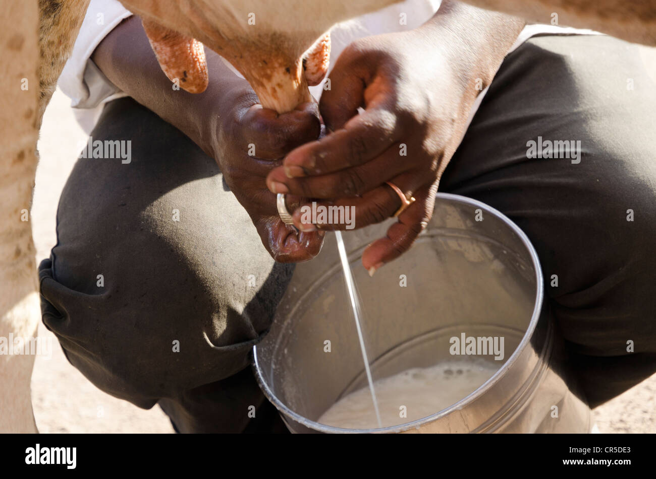 Cow being milked hi-res stock photography and images - Alamy