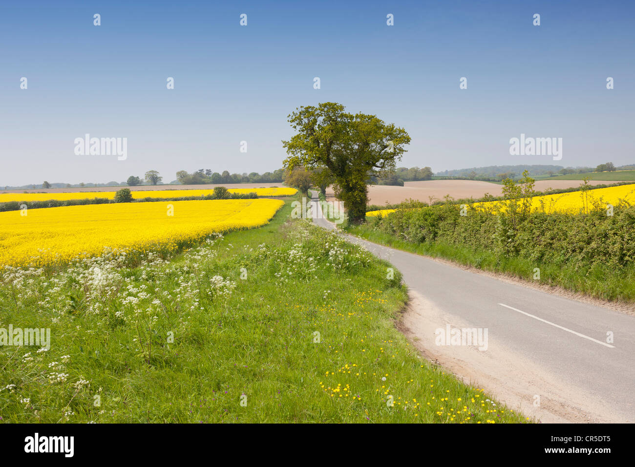 The great British countryside in early summer showing fields of golden ...