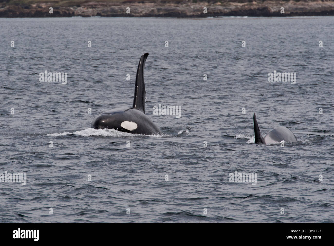 Orca kill hi-res stock photography and images - Alamy