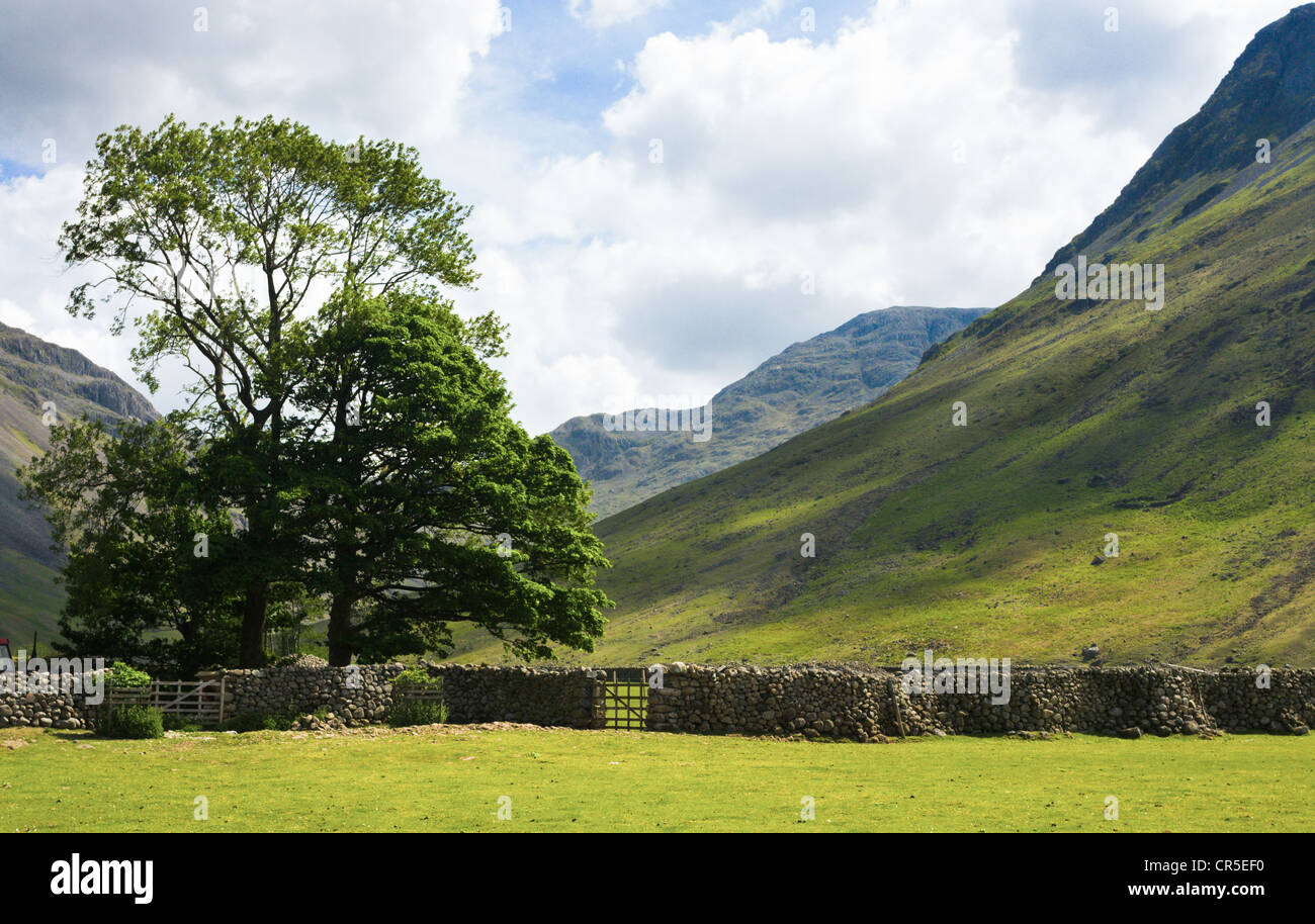 Trees bathed in sunshine at Wasdale Head in the Lake District Cumbria ...