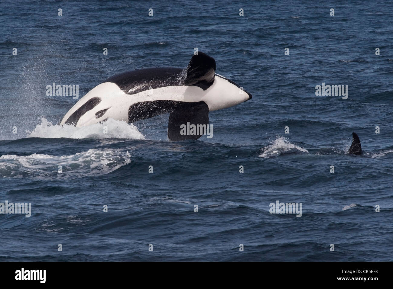 Male killer whale hi-res stock photography and images - Alamy