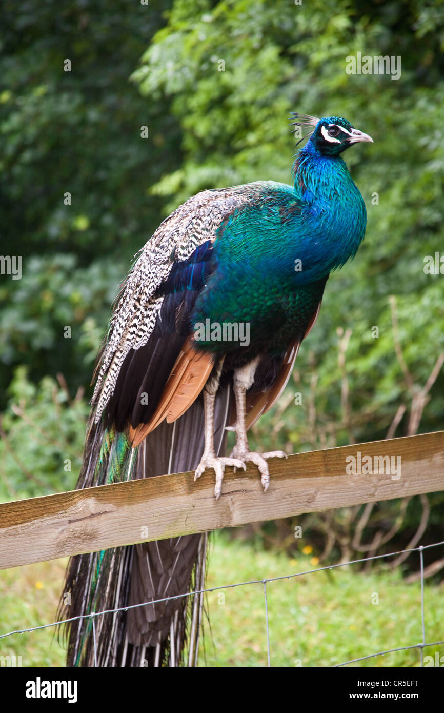 Peacock at Woodlands Family Theme Park, Totnes, Devon , England, United ...