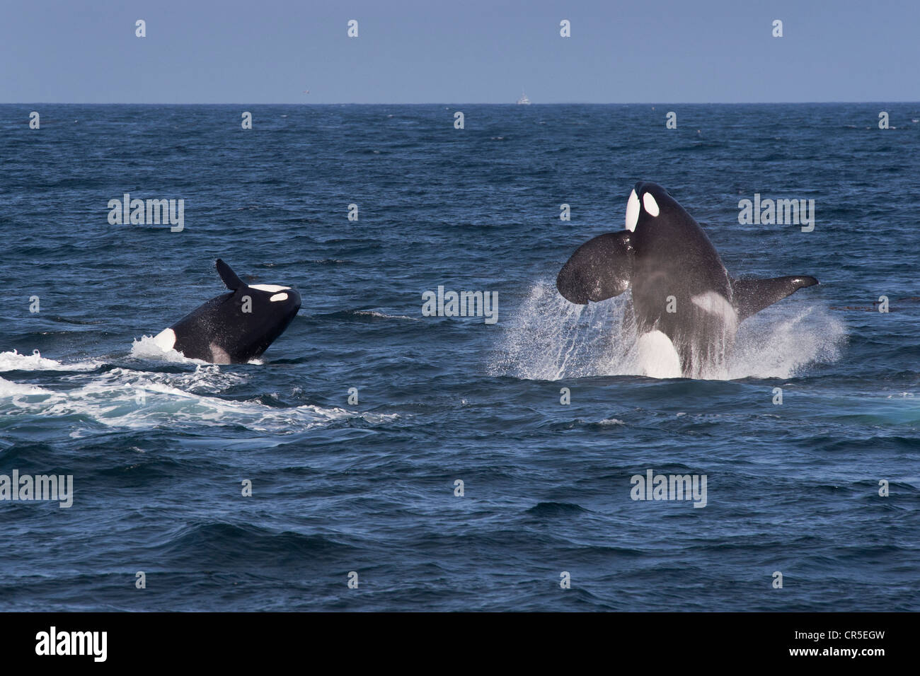 Transient Killer Whales/Orcas, (Orcinus orca). Male and female ...