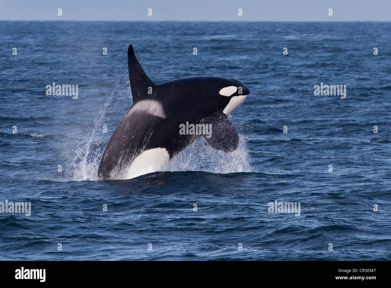 Transient Killer Whale/Orca (Orcinus orca). Large adult male breaching ...