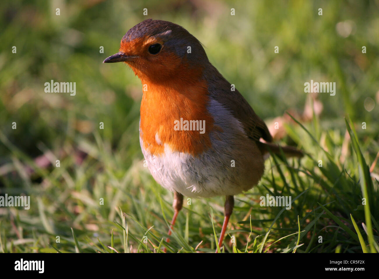 Robin in the grass hi-res stock photography and images - Alamy