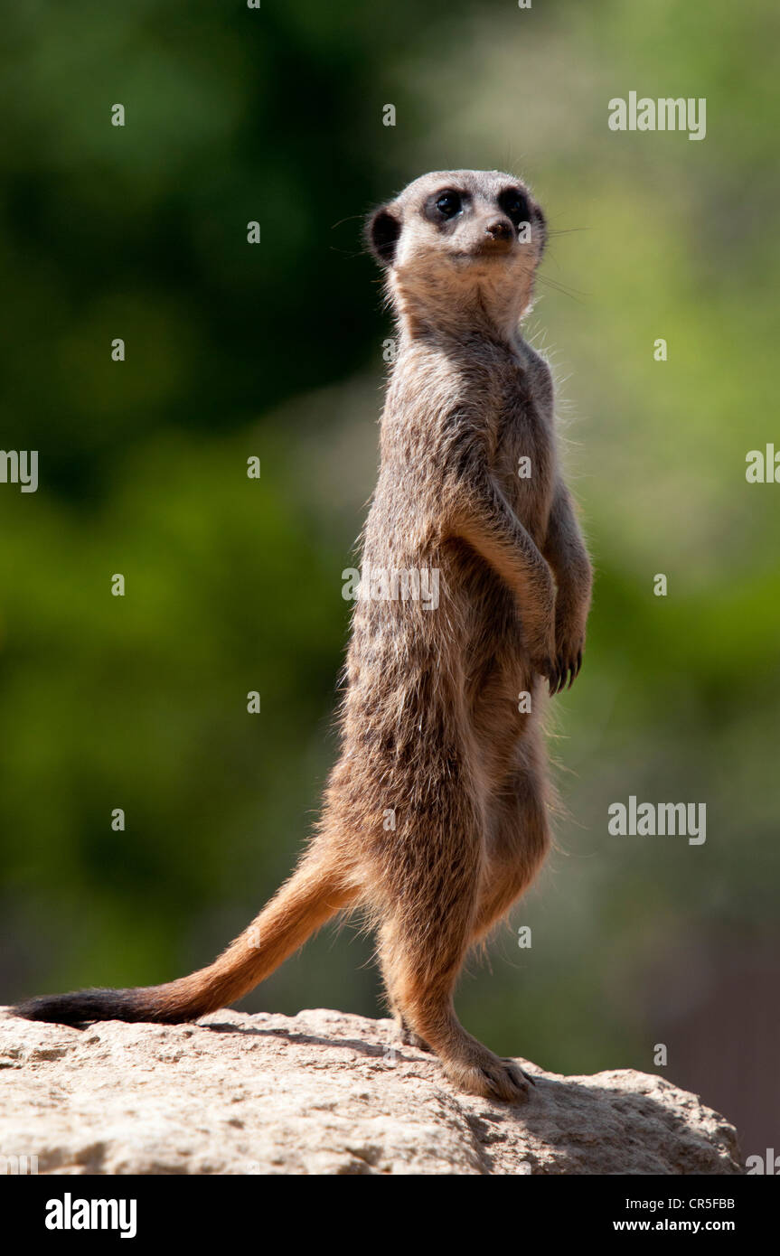 Meerkat standing guard Stock Photo - Alamy