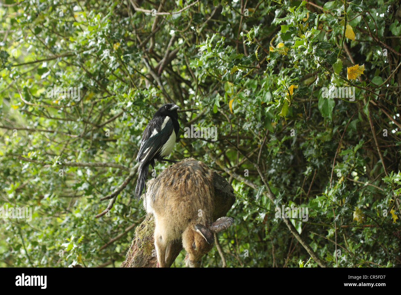 British buzzards hi-res stock photography and images - Alamy