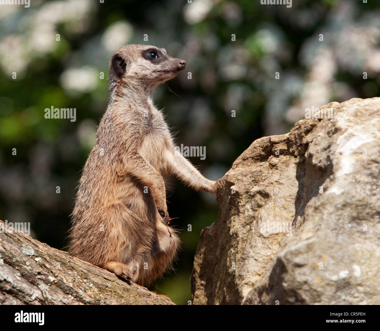 Meerkat standing guard Stock Photo - Alamy