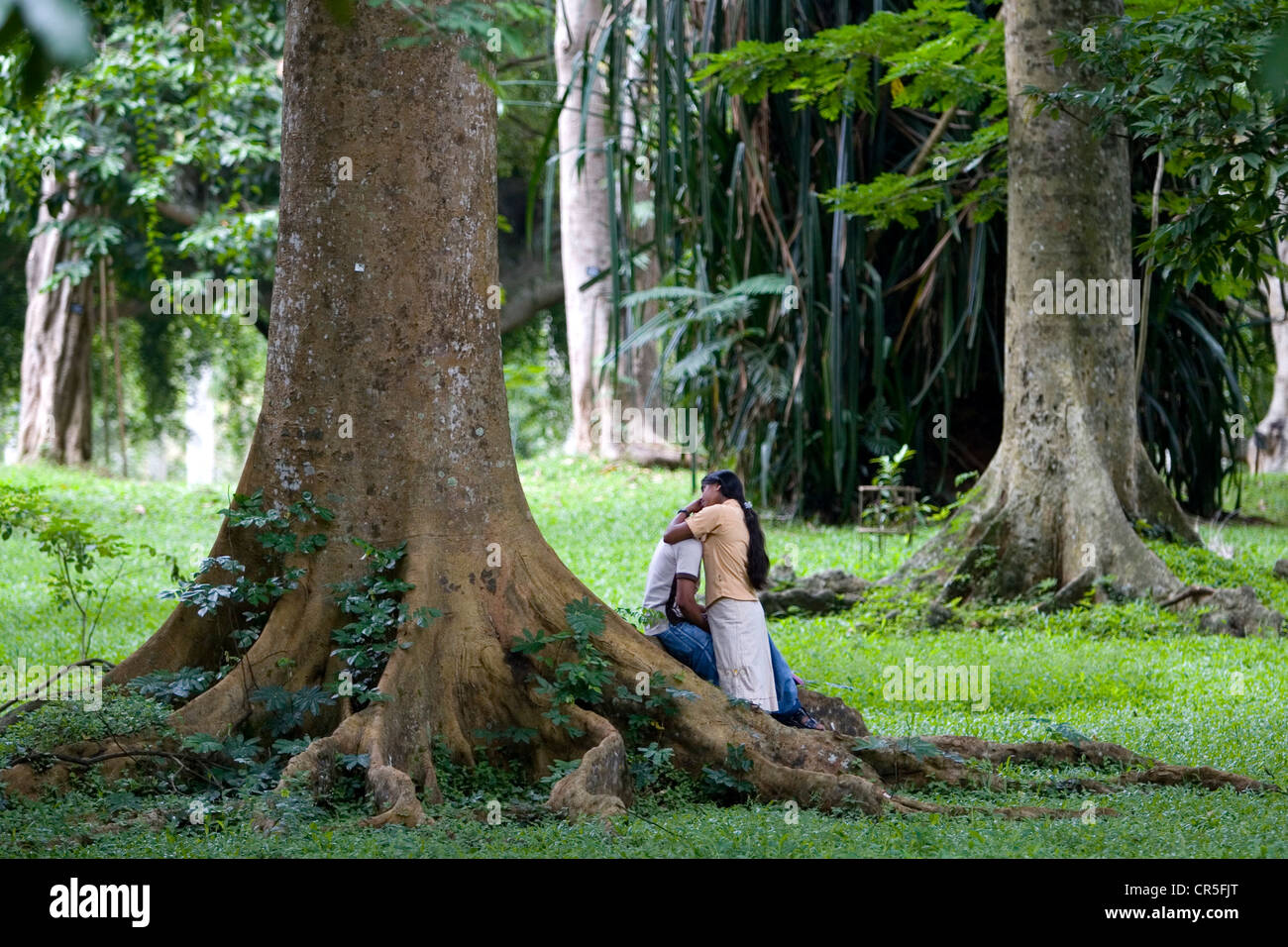 Peradeniya botanic garden fig tree High Resolution Stock Photography ...
