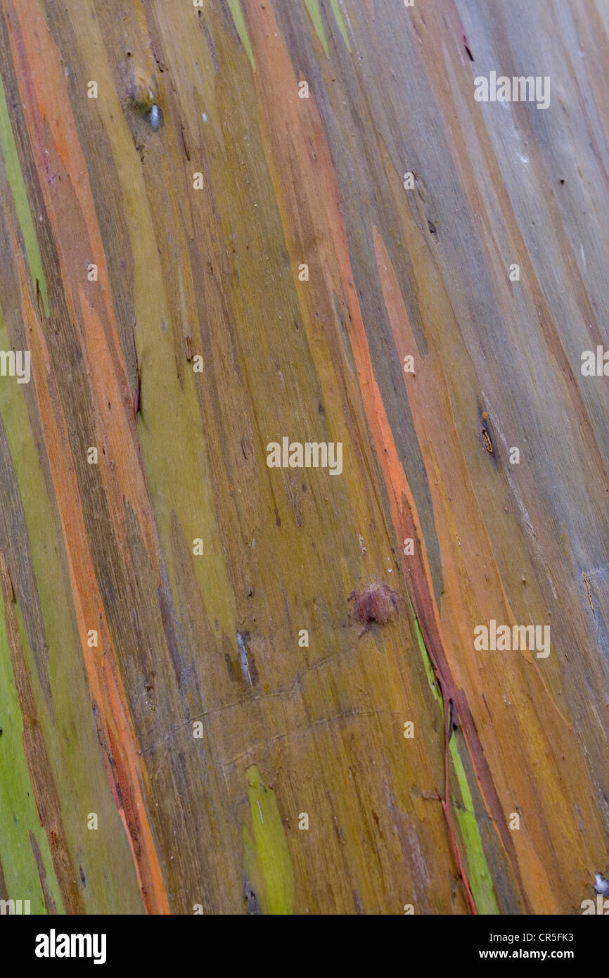 Streaky bark from a eucalyptus tree, Peradeniya Botanic Gardens, Kandy ...