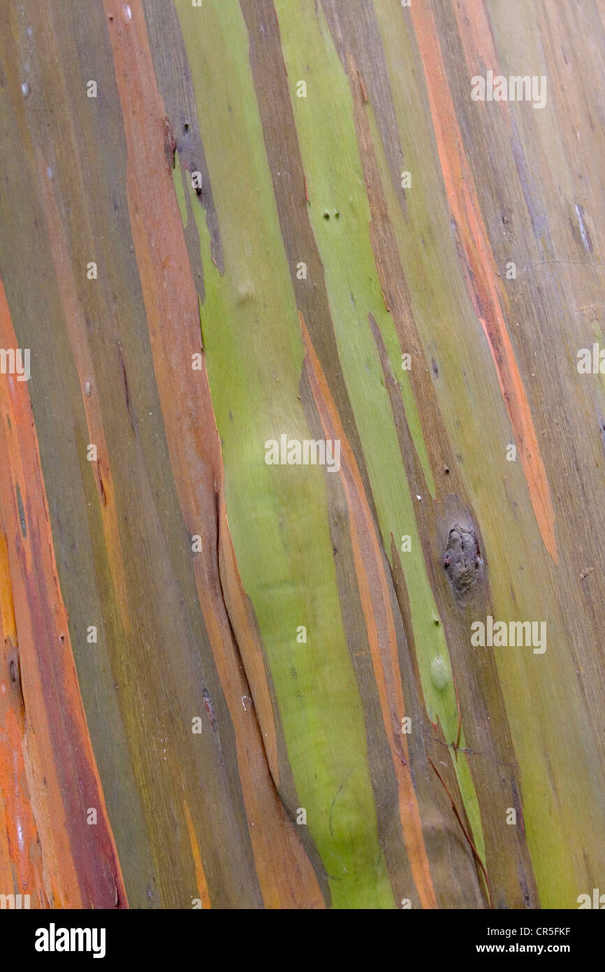 Streaky bark from a eucalyptus tree, Peradeniya Botanic Gardens, Kandy ...