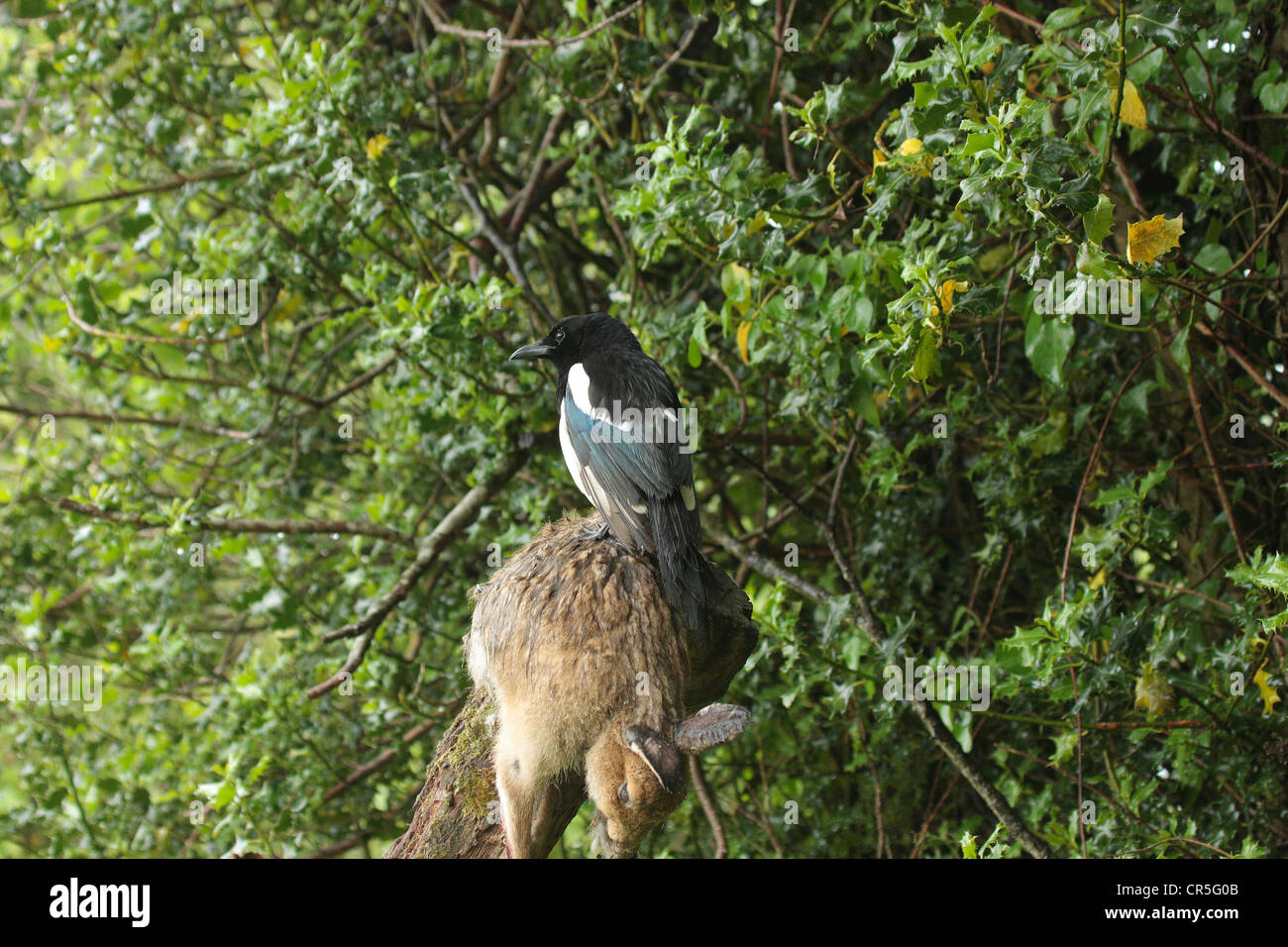 Magpie scavenging on a Buzzards kill Stock Photo - Alamy